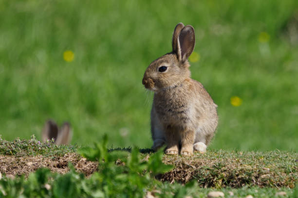 Free Stock Photo of White Rabbit Sitting on Dirt Field | Download Free ...