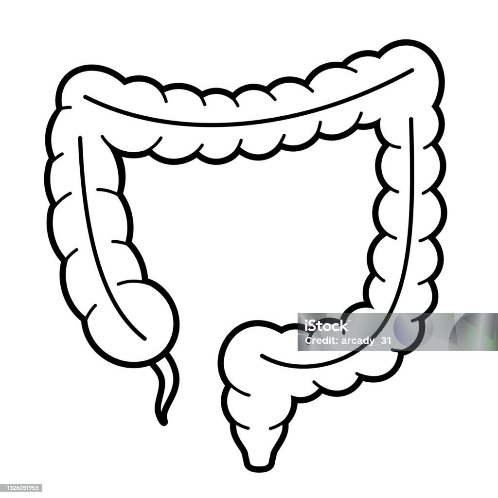 Colon Or Large Intestine Outline Vector Icon Stock Illustration ... Colon Or Large Intestine Outline Vector Icon Stock Illustration ...