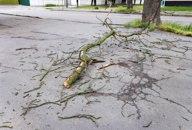 Fallen Tree Pictures | Download Free Images on Unsplash