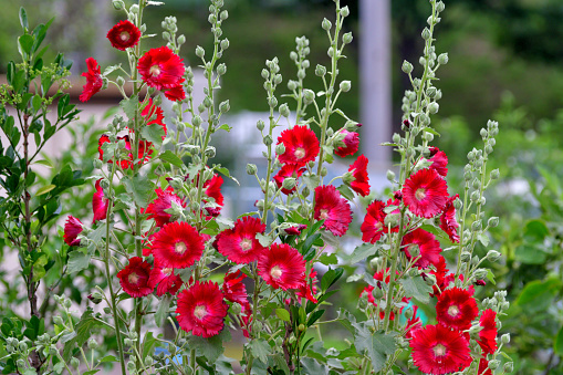Althaea Rosea Flor De Hollyhock Foto de stock y más banco de imágenes ... Althaea Rosea Flor De Hollyhock Foto de stock y más banco de imágenes ...