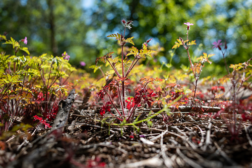 Young Baby Tree Starts Growing In Nature Stock Photo - Download Image ... Young Baby Tree Starts Growing In Nature Stock Photo - Download Image ...