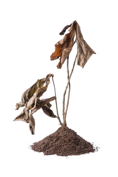Dead Plant Pictures | Download Free Images on Unsplash