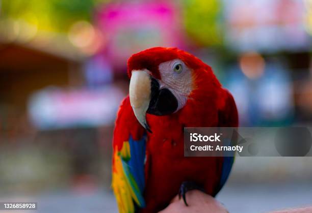 美しいカラフルなオウムの鳥 オウムのストックフォトや画像を多数ご用意 オウム 話す まぶしい Istock