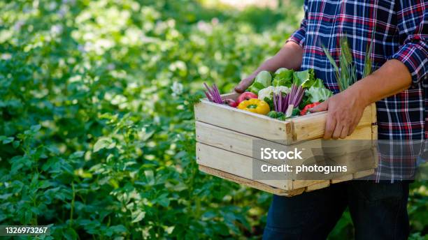 Petani Memegang Kotak Kayu Dengan Sayuran Segar Konsep Panen Spanduk ... Petani Memegang Kotak Kayu Dengan Sayuran Segar Konsep Panen Spanduk ...