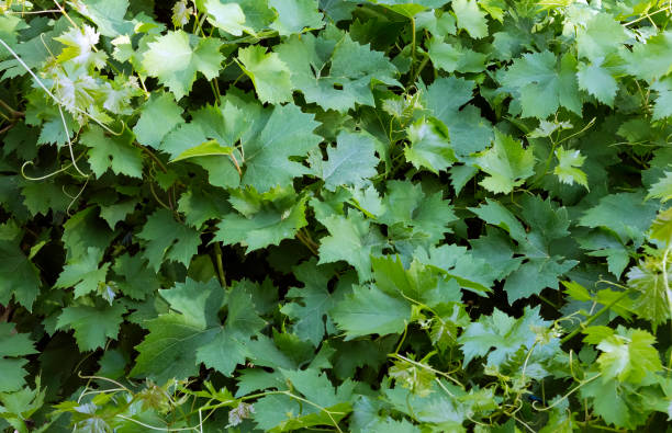 Grape Leaf Pictures | Download Free Images on Unsplash