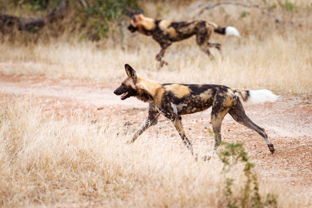 Wild Dogs Pictures | Download Free Images on Unsplash