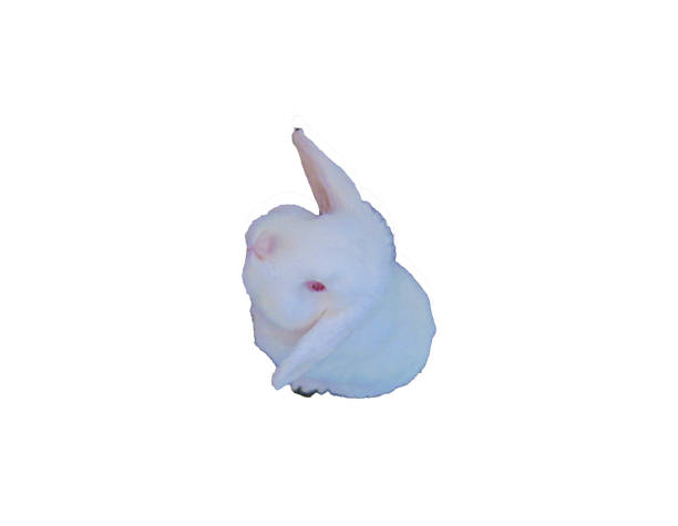 Free picture: Easter albino bunny rabbits in white studio photography