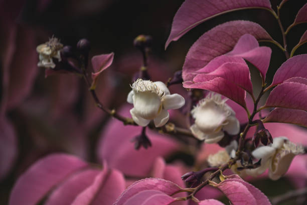 Flowers Of Sapucaia Pictures | Download Free Images on Unsplash