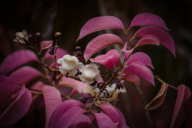 Flowers Of Sapucaia Pictures | Download Free Images on Unsplash