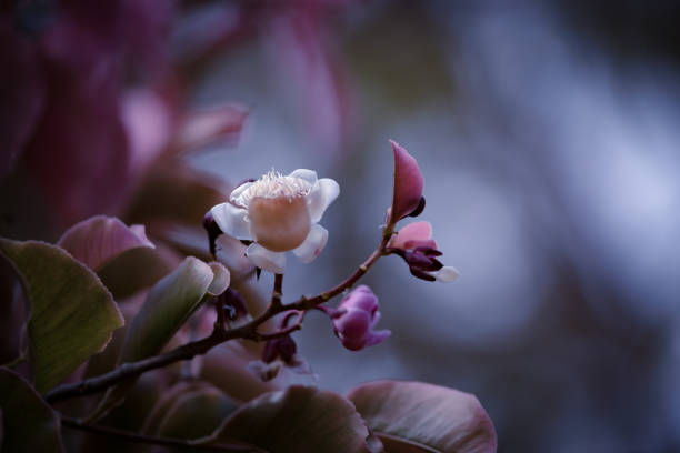 Flowers Of Sapucaia Pictures | Download Free Images on Unsplash
