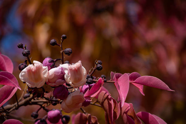 Flowers Of Sapucaia Pictures | Download Free Images on Unsplash