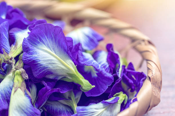 Butterfly Pea Pictures | Download Free Images on Unsplash