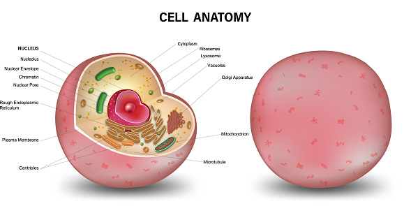 Cell Cross Section Structure Detailed Colorful Anatomy Isolated On