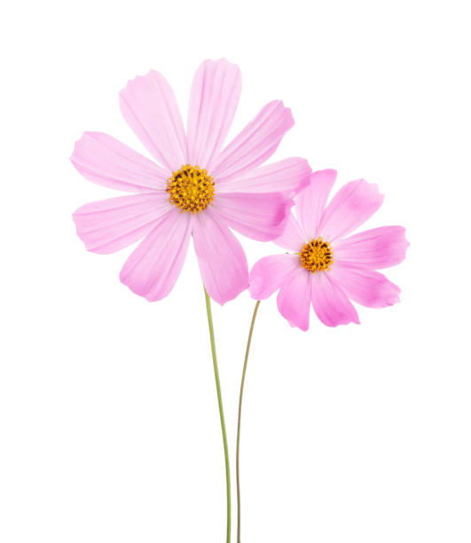 Free Stock Photo of Close-up of Light Pink Cosmos Flower | Download ...