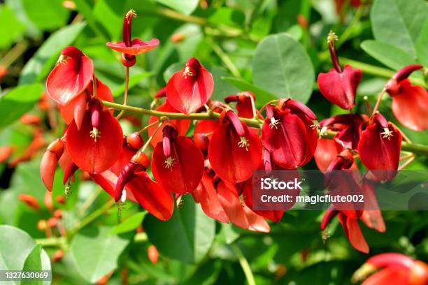 Photo Libre De Droit De Erythrina Cristagalli Fleur Darbre De Corail