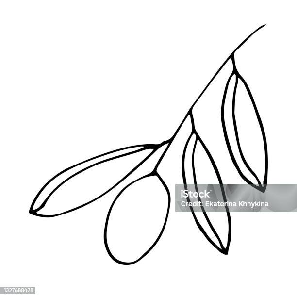 Rameau Dolivier Avec Olive Illustration Vectorielle Griffonnage Dessiné
