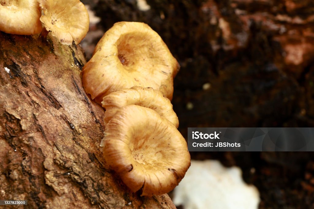 Jamur Warna Krim Atau Kerucut Pada Batang Kayu Yang Membusuk Fokus ... Jamur Warna Krim Atau Kerucut Pada Batang Kayu Yang Membusuk Fokus ...