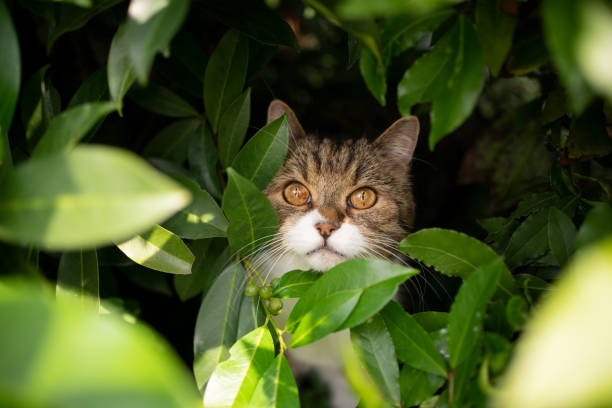 cat in bushes | Free Stock Image - Barnimages