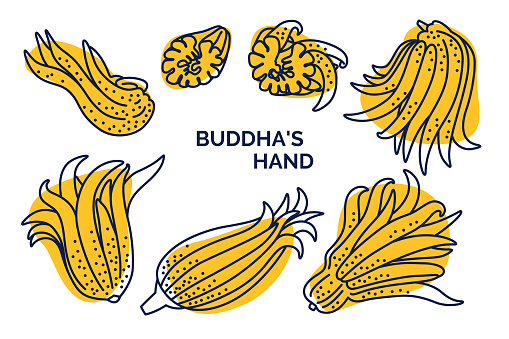 Seperangkat Buahbuahan Eksotis Tangan Buddha Koleksi Citron Berjari