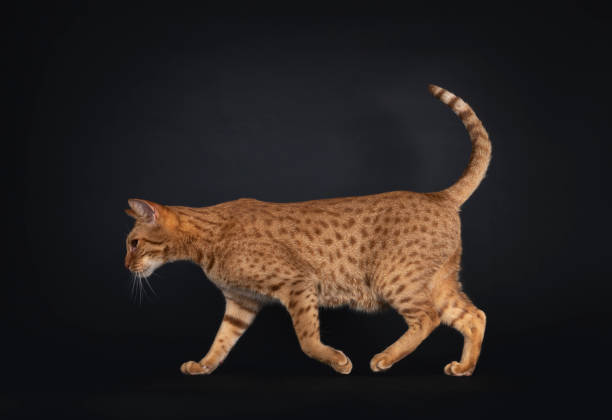 500+ Cat Profile Pictures [HQ] | Download Free Images on Unsplash