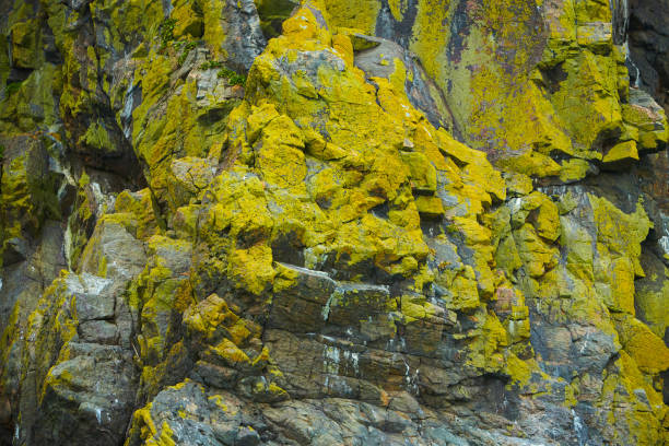 Free picture: yellow, moss, rock