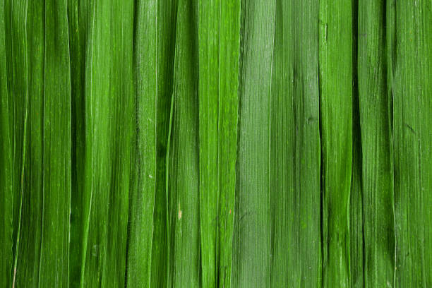 Single Blade Of Grass Texture