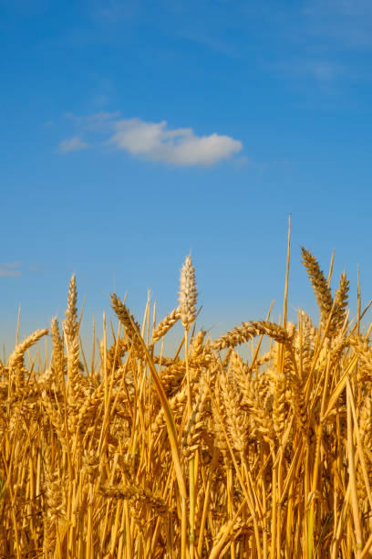 Free Stock Photo of Golden Wheat Field Ready for Harvest | Download ...