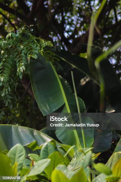 Daun Pisang Hijau Tropis Di Kebun Latar Belakang Daun Pisang Foto Stok