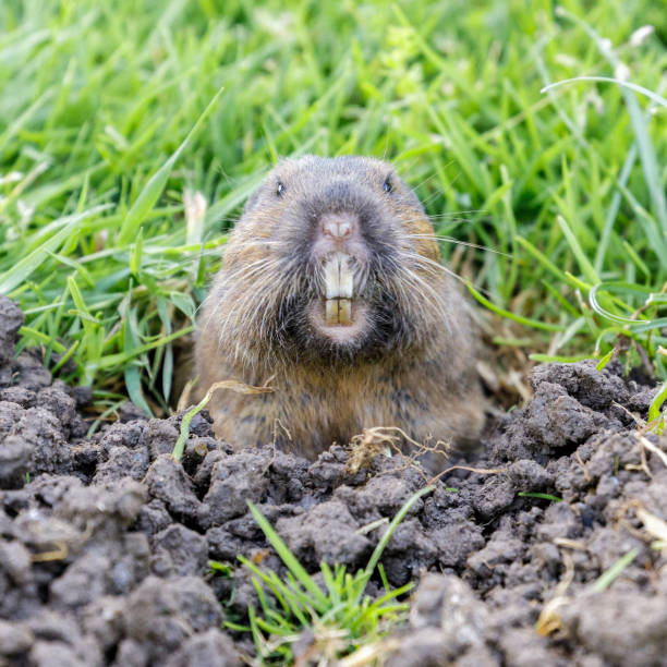 Gopher Pictures | Download Free Images on Unsplash