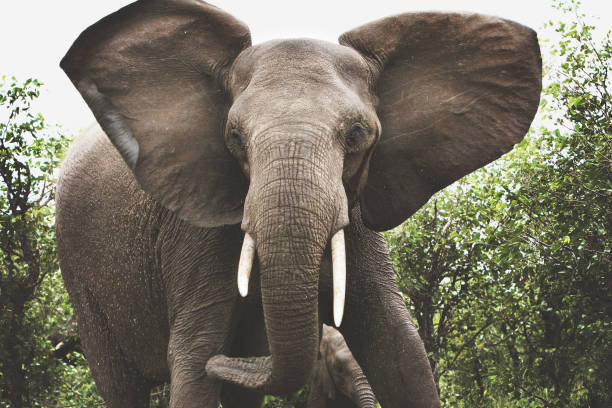Elefant Pictures | Download Free Images on Unsplash