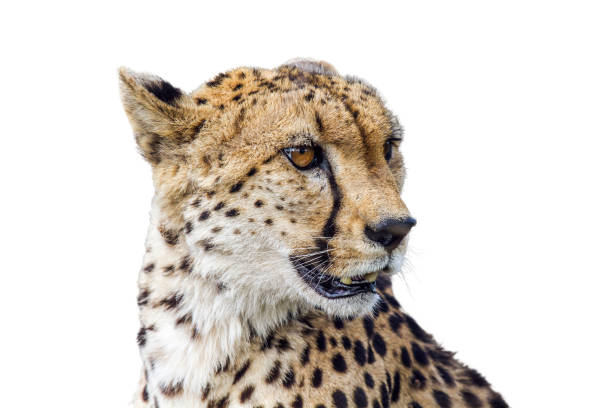 Cheetah Face Wallpaper Hd