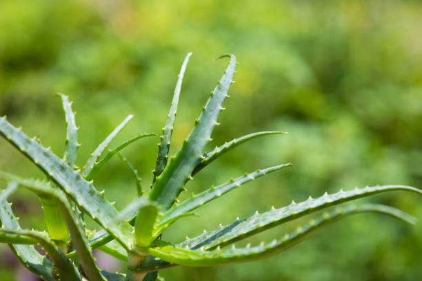 Free picture: Large agave with long sharp leaves
