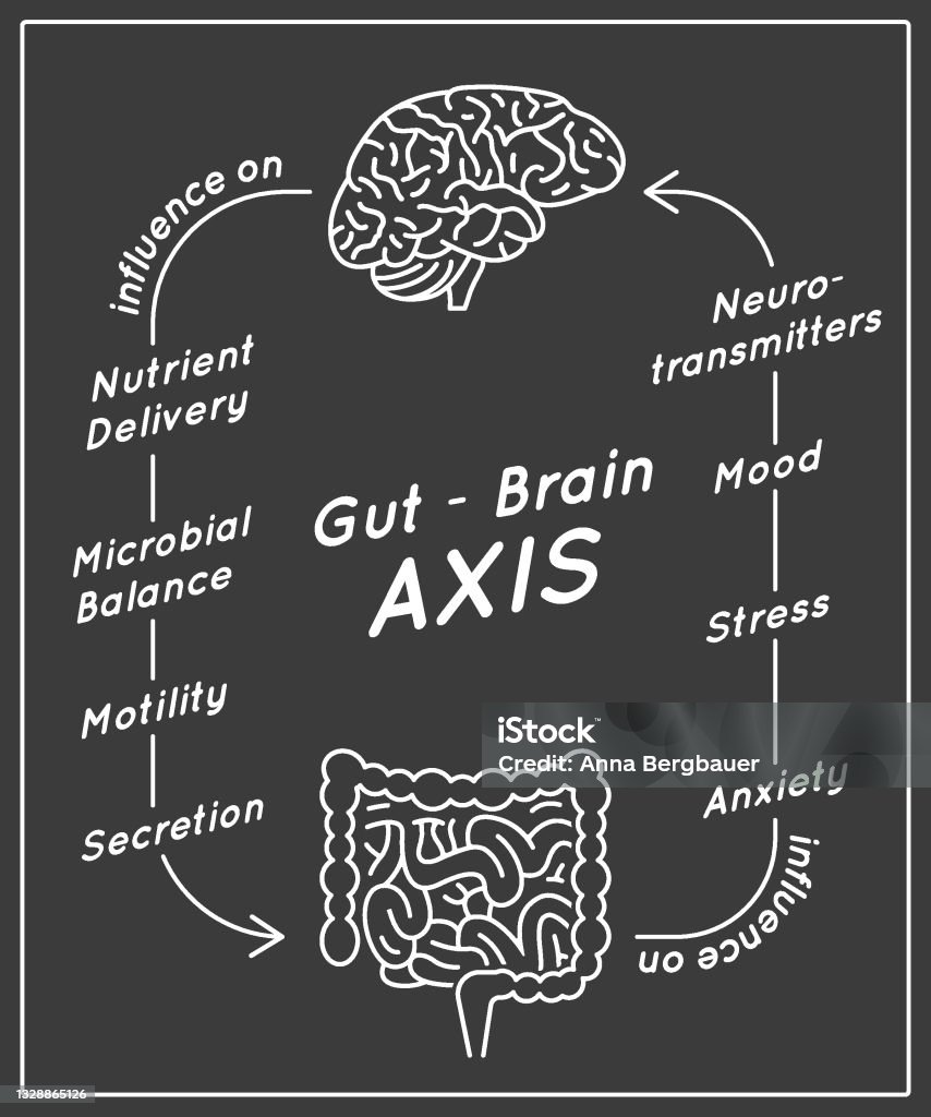 Gut Brain Axis Vertical Poster Medical Infographic Stock Illustration ... Gut Brain Axis Vertical Poster Medical Infographic Stock Illustration ...