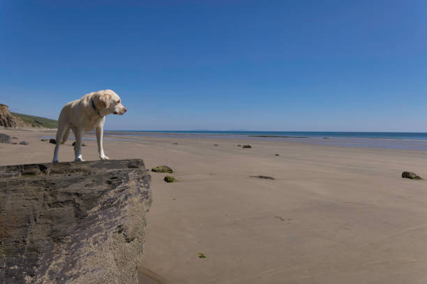 Free Stock Photo of Golden Labrador on serene beach | Download Free ...