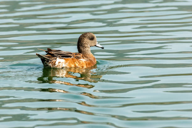 10+ American wigeon duck free images