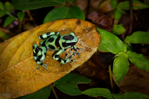 Dendrobates Auratus Katak Dart Racun Hijau Dan Hitam Juga Katak Panah