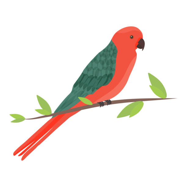 Free Stock Photo of Australian king parrot | Download Free Images and ...