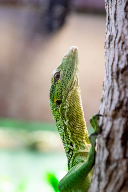 500+ Monitor Lizard Pictures [HD] | Download Free Images on Unsplash