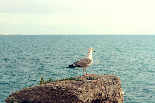 Burung Camar Gratis Di Atas Batu Di Tengahtengah Samudra Atlantik Biru ... Burung Camar Gratis Di Atas Batu Di Tengahtengah Samudra Atlantik Biru ...