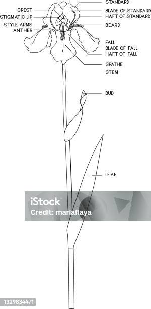 Halaman Mewarnai Dengan Bagian Bunga Iris Ilustrasi Stok Unduh Gambar