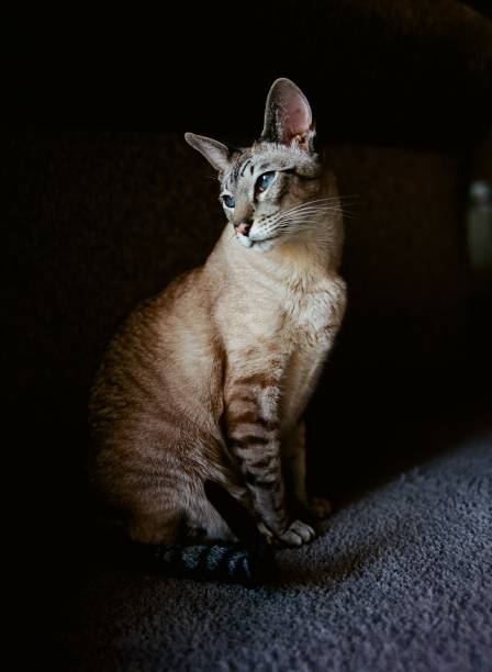 Oriental Cat Tabby