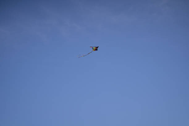 Kite Bird Pictures | Download Free Images on Unsplash