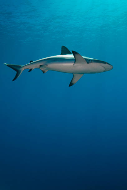 Reef Shark Pictures | Download Free Images on Unsplash