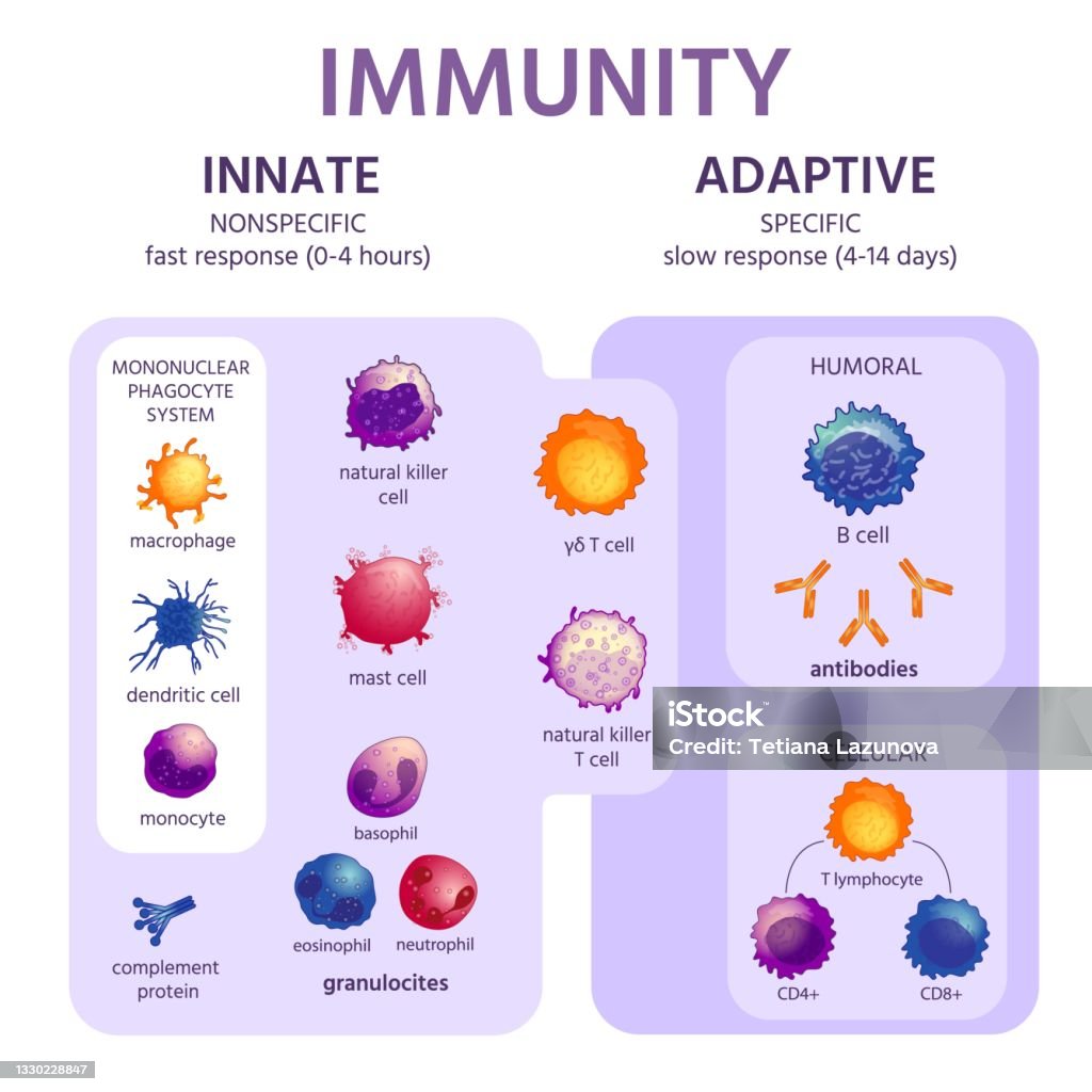 Innate And Adaptive Immune System Immunology Infographic With Cell Types Immunity Response
