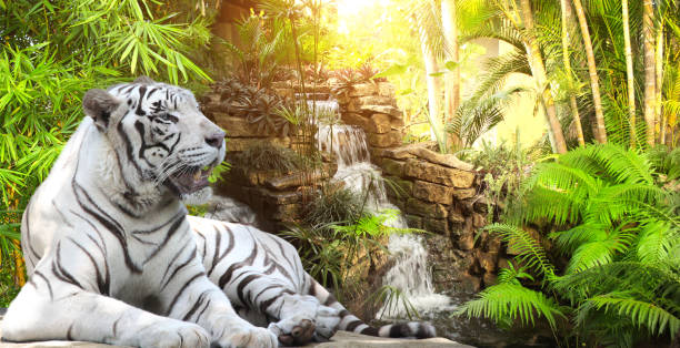 Free picture: predator, tiger, waterfall, wilderness, nature, animal ...