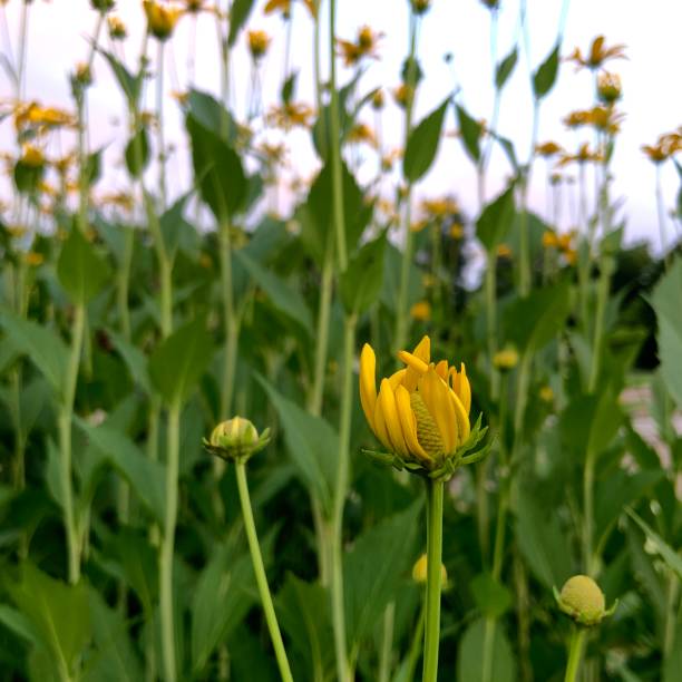 Flower Opening Pictures | Download Free Images on Unsplash