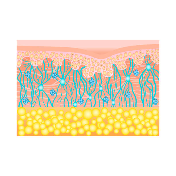 310+ Fibroblast Stock Illustrations, Royalty-Free Vector Graphics ... 310+ Fibroblast Stock Illustrations, Royalty-Free Vector Graphics ...