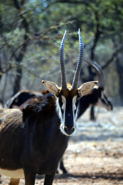 180+ Rare Sable Antelope Stock Photos, Pictures & Royalty-Free Images ... 180+ Rare Sable Antelope Stock Photos, Pictures & Royalty-Free Images ...