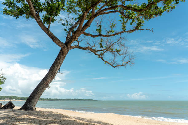 Free Stock Photo of Tree Stands Tall on Beach Against Ocean Backdrop ...