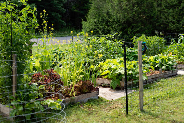 Permaculture Pictures | Download Free Images on Unsplash